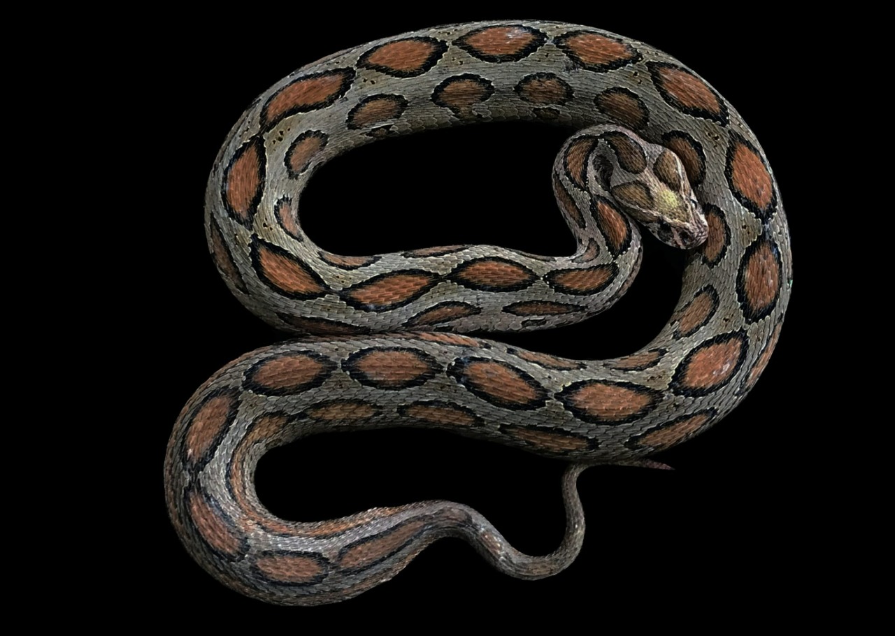 IDENTIFICATION – Snake Protectors Sri Lanka