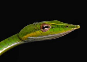 Snake Protectors Sri Lanka – A volunteer non-profit service to rescue ...